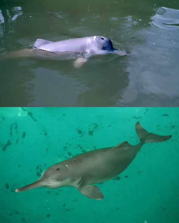 Pannoniasaurus inexpectatus - Best Of Cafe