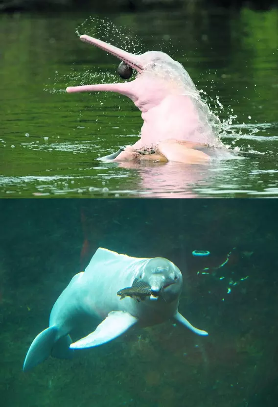 Pannoniasaurus inexpectatus - Best Of Cafe